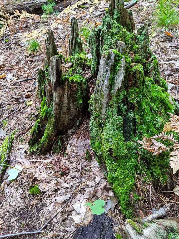 This moss-covered stump has been quietly doing its thing longer than most of us have had opinions about anything.