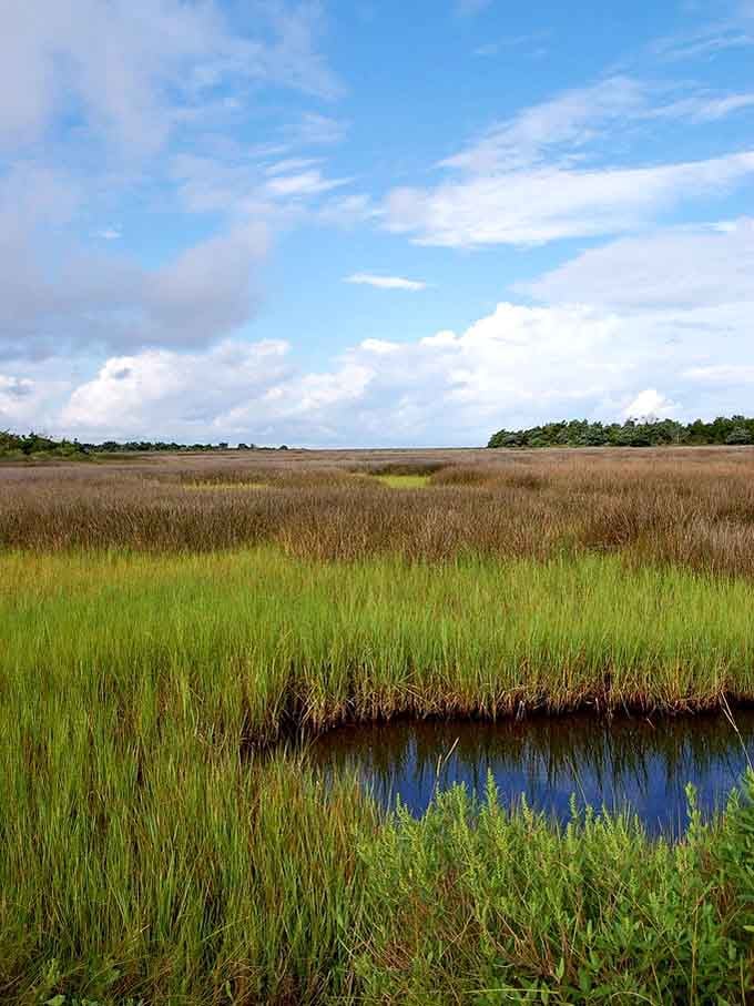 Miles of cordgrass, a ribbon of blue water, and absolute silence. This is what the word "untouched" actually means.