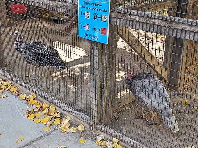 These turkeys strut around like they've never heard of November and plan to keep that blissful ignorance going indefinitely.