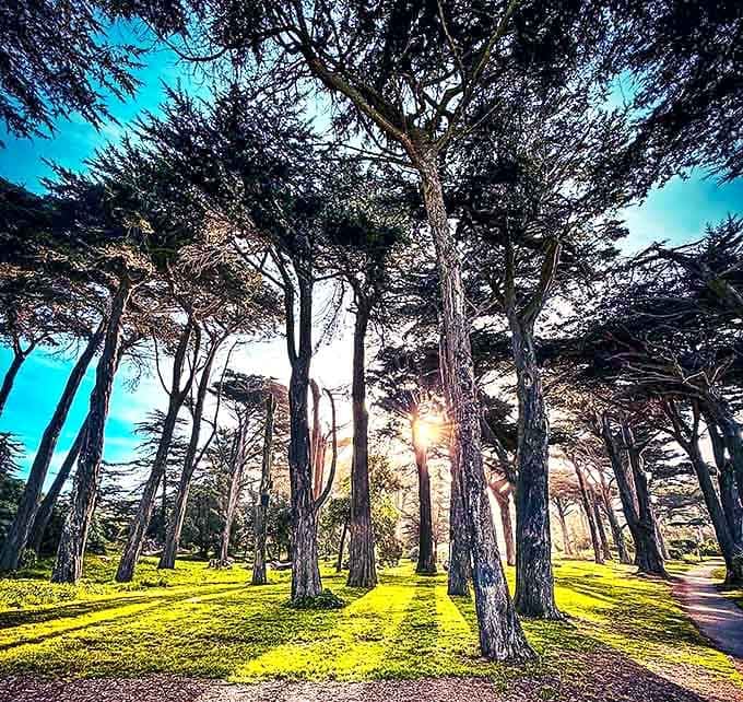 Sunlight cutting through Monterey cypress trees like nature's own spotlight, reminding you that the park has more than one trick up its sleeve.