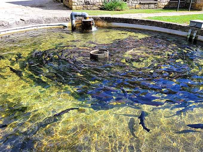 Hundreds of trout swirling in crystal-clear water. It's hypnotic, chaotic, and somehow deeply satisfying to watch.