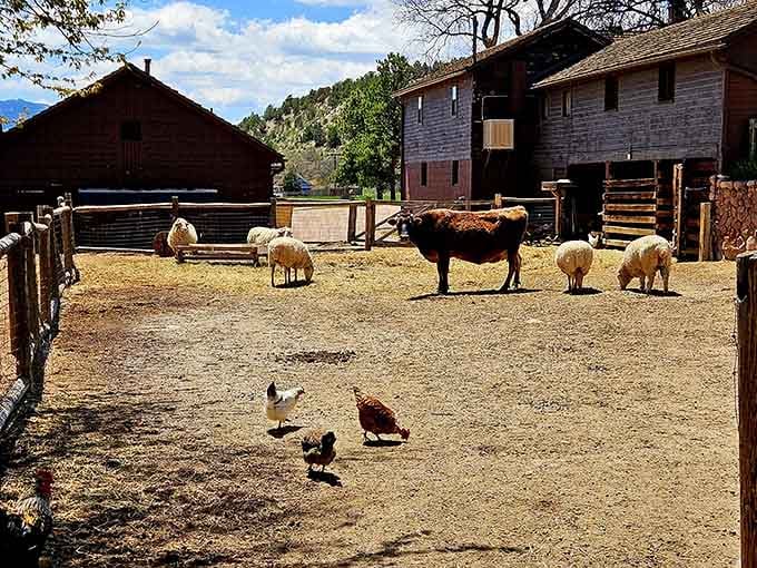 Cows, sheep, and chickens sharing a yard, proof that good neighbors come in all shapes and sizes.