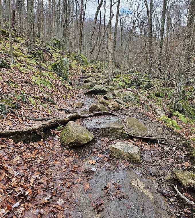 Mossy rocks, wet leaves, and a path that keeps going. This trail doesn't coddle you, and that's exactly the point.