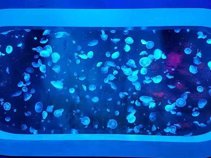 Jellyfish floating like living mood lamps, proving nature invented the lava lamp millions of years ago.