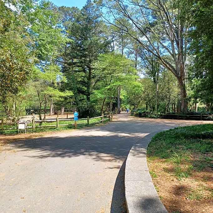 Shaded, paved, and genuinely peaceful, this pathway makes the whole visit feel like a stroll through a nature documentary.