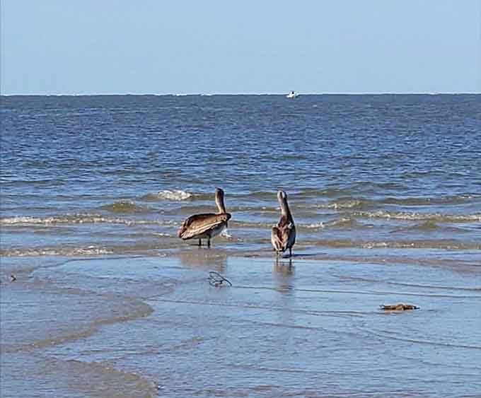 Two brown pelicans standing at the water's edge like they own the place. Honestly, they were here first, so fair enough.