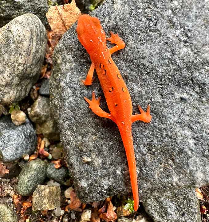 Say hello to the Eastern red-spotted newt, the trail's tiniest and most colorful resident greeter.
