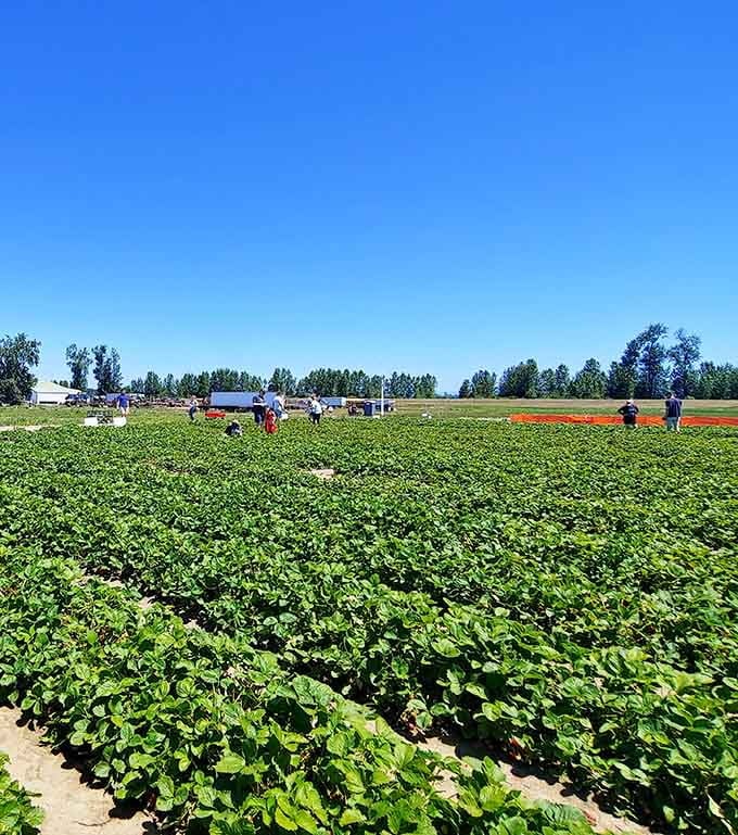 Rows of strawberry plants stretch toward the horizon, and yes, you're absolutely allowed to eat while you pick.