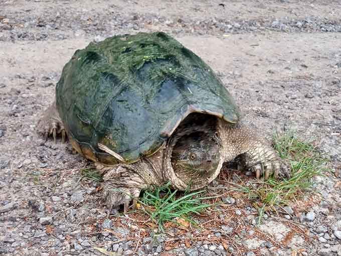 This mossy snapping turtle has the energy of someone who absolutely refuses to be rushed anywhere.