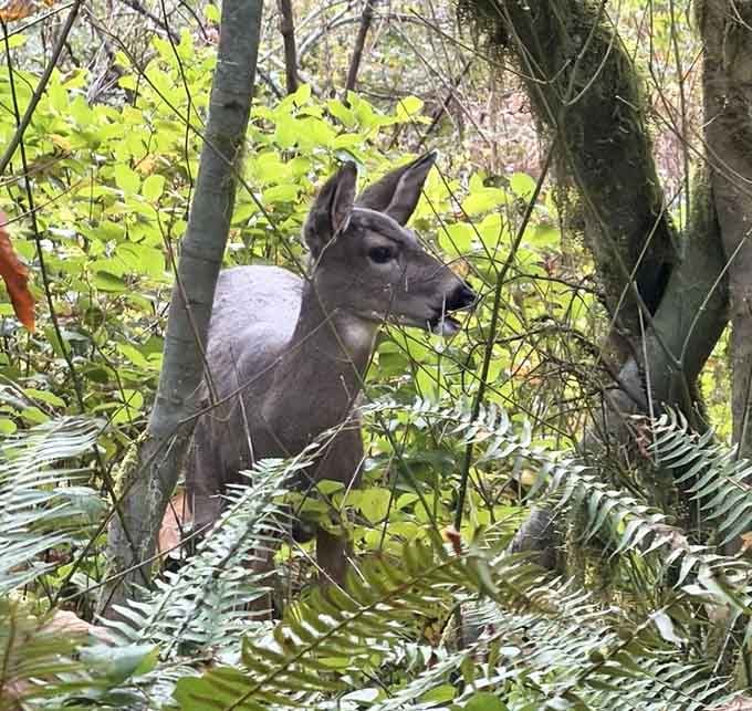 A deer in the ferns, completely unbothered, living its best life while you're out here huffing up a trail.