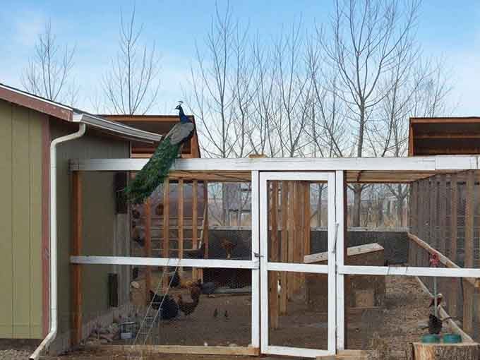 Even perched on a rooftop, this peacock owns every inch of the frame. Confidence level: maximum.