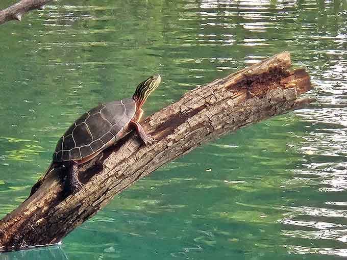 Even the turtles know this is prime real estate, sunbathing like they're on vacation in Florida.