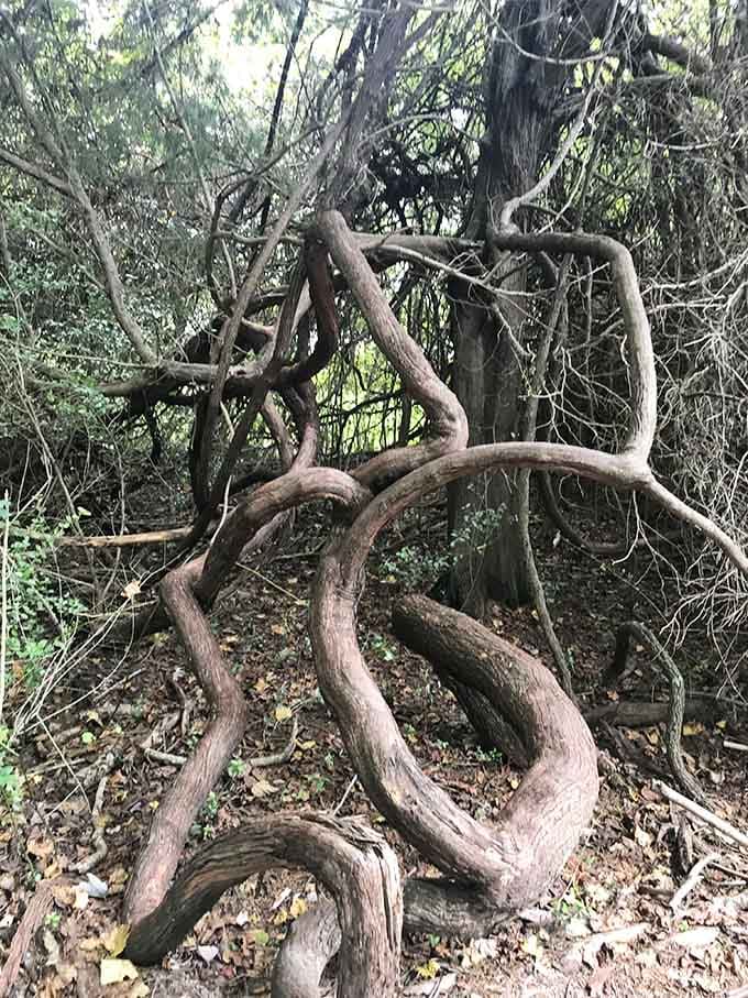 These twisted vines along the trail look like nature decided to try abstract sculpture, and nailed it.