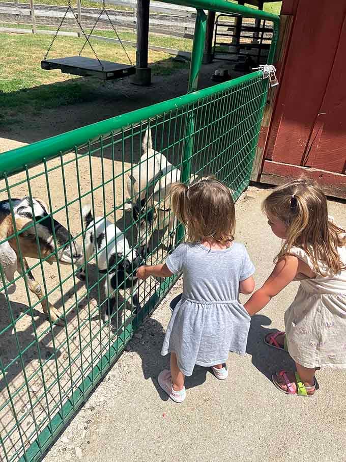 Two kids, two goats, zero worries. This is what a perfect Tuesday afternoon looks like.