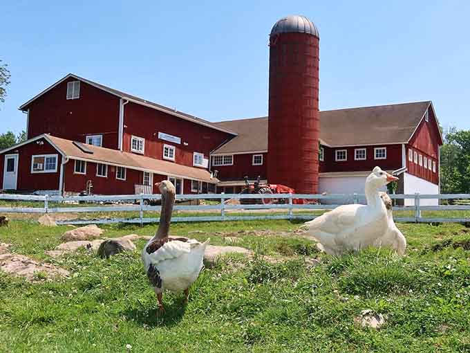 That classic red barn and silo standing tall, with two geese out front acting like they own everything.