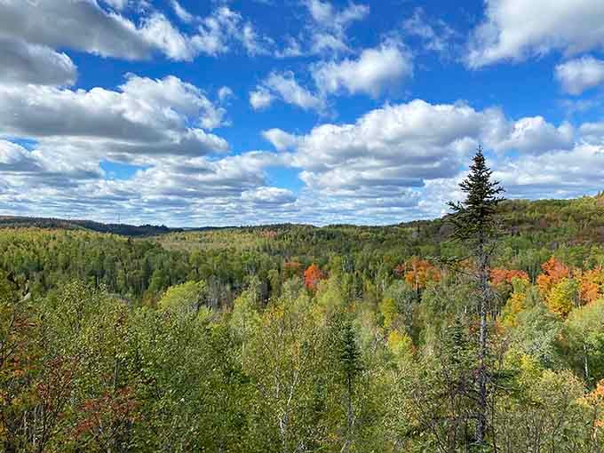 From up here, the fall canopy stretches endlessly in every direction, a patchwork quilt stitched together by Mother Nature herself.