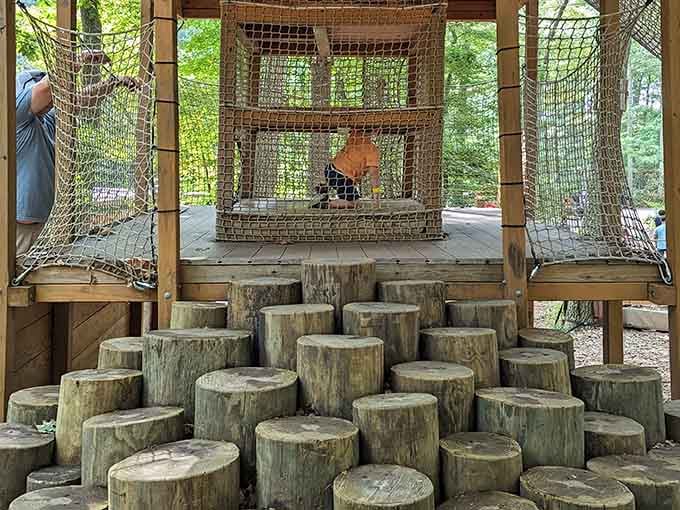 Log stumps and rope nets. Nature's version of a jungle gym, and it's absolutely magnificent.