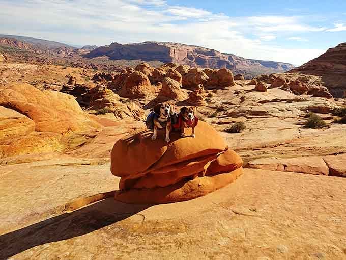Even the dogs know this place is special, posing on Hamburger Rock like seasoned trail veterans.