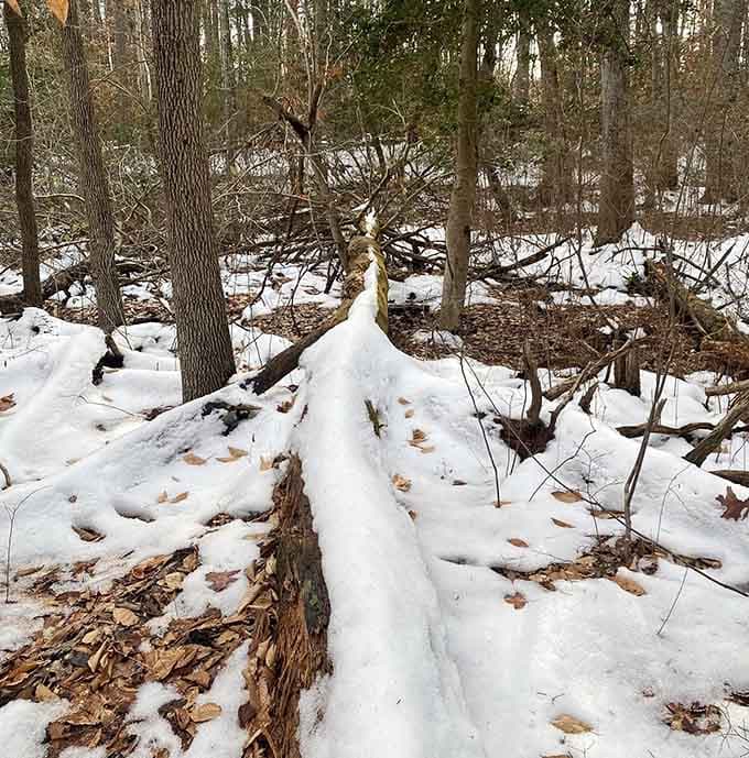 Winter transforms the trail into a quieter, starker beauty that's equally worth experiencing year-round.