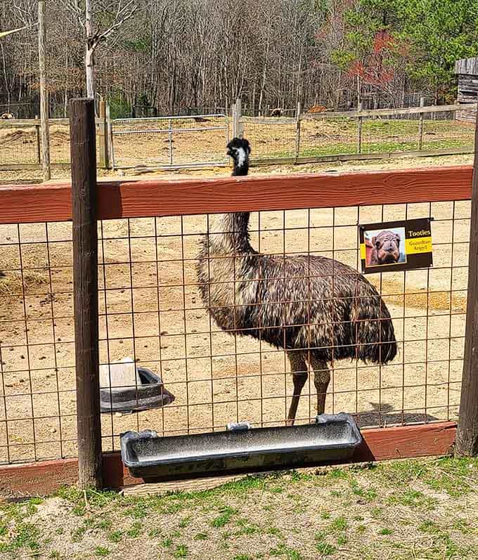 Meet Toodles, the emu with Guardian Angel status and a hairdo that would turn heads at any salon in town.