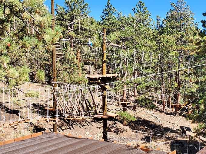 Ropes, platforms, and pine trees as far as the eye can see. Your fitness tracker is about to have a great day.