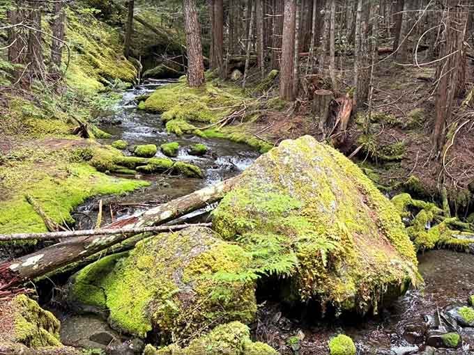 Bright green moss blanketing every rock and log. The Buckhorn Wilderness takes its color palette very seriously.