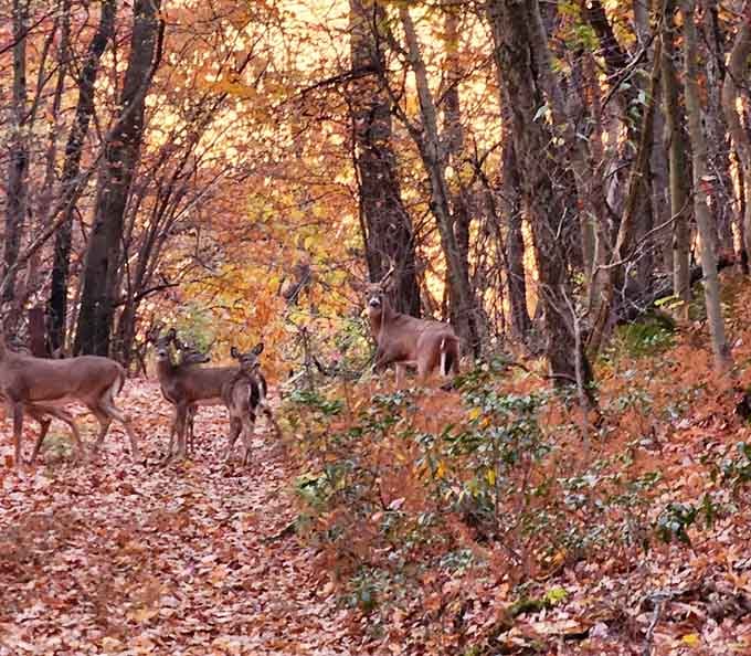 Surprise guests on the trail. These deer look like they've been here longer than the ruins, and honestly, maybe they have.