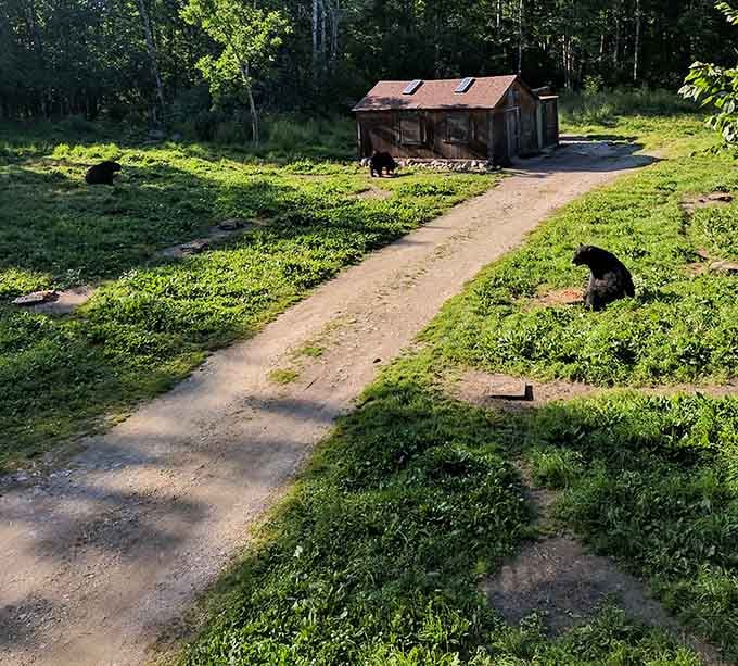 Bears wandering freely near the sanctuary buildings, a reminder that this is absolutely their neighborhood, not yours.