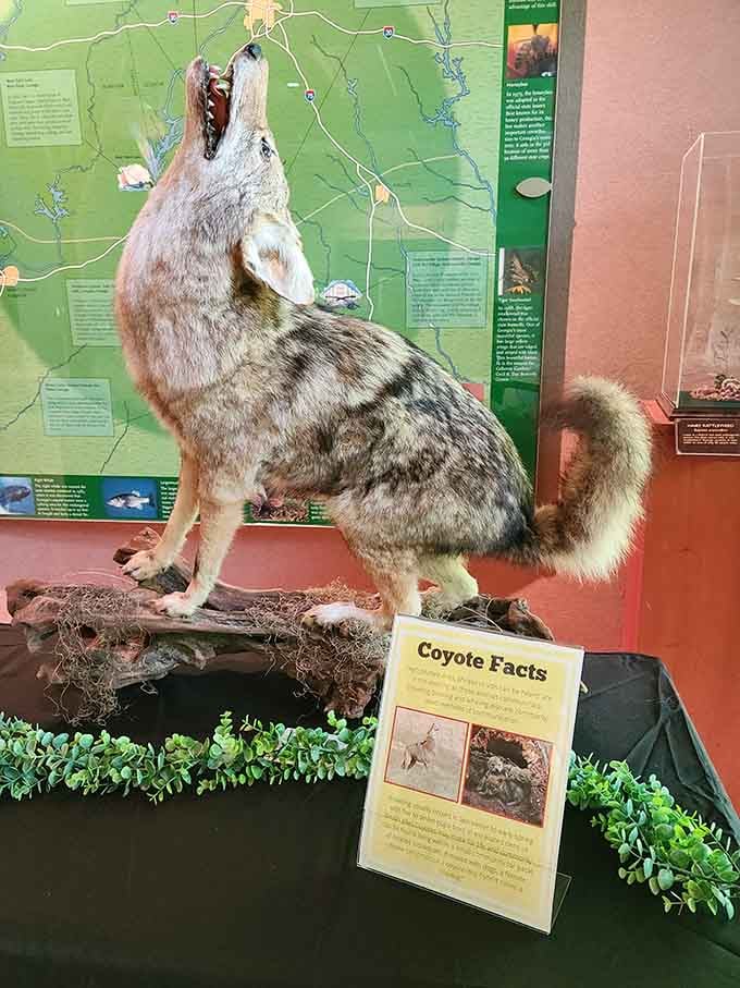 The coyote display inside the Discovery Center is so lifelike you'll instinctively check whether it just moved.