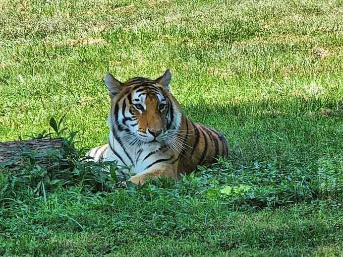 This tiger lounging in the grass radiates the energy of someone who just finished a satisfying meal and excellent nap.