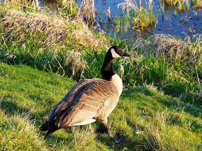 This Canada goose has absolutely no interest in your schedule and even less interest in moving out of your way.