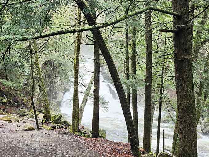 Trees stand guard like nature's own security detail, protecting this watery treasure for generations.
