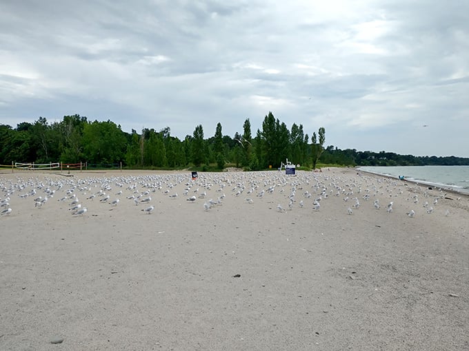 Even the seagulls know a good beach when they see one, and they've clearly voted with their feet.