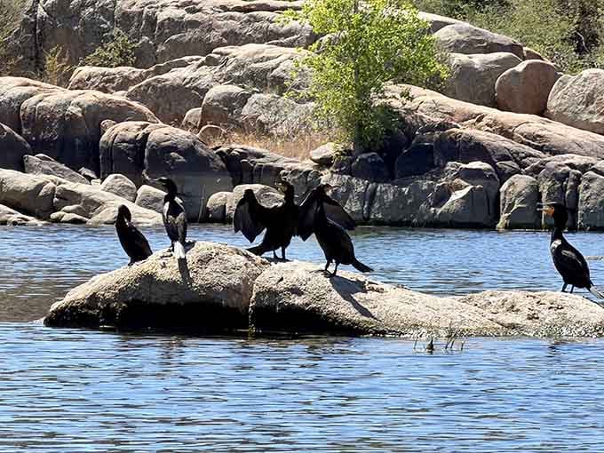Even the cormorants know a good perch when they see one. Can't blame them one bit.