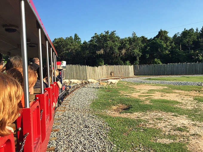 The safari train rolls past real animals, making every passenger feel like a very relaxed wildlife explorer.