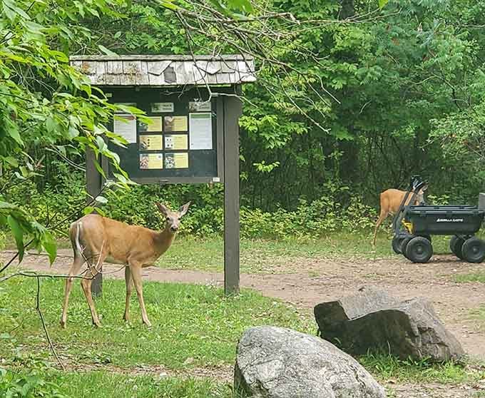 Apparently the deer at Wild River didn't read the "wildlife stays hidden" memo, and we're grateful for that.