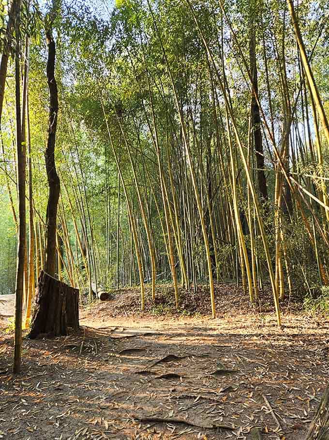 Golden bamboo glowing in the Alabama sun, looking like it wandered in from a Kyoto postcard and decided to stay.