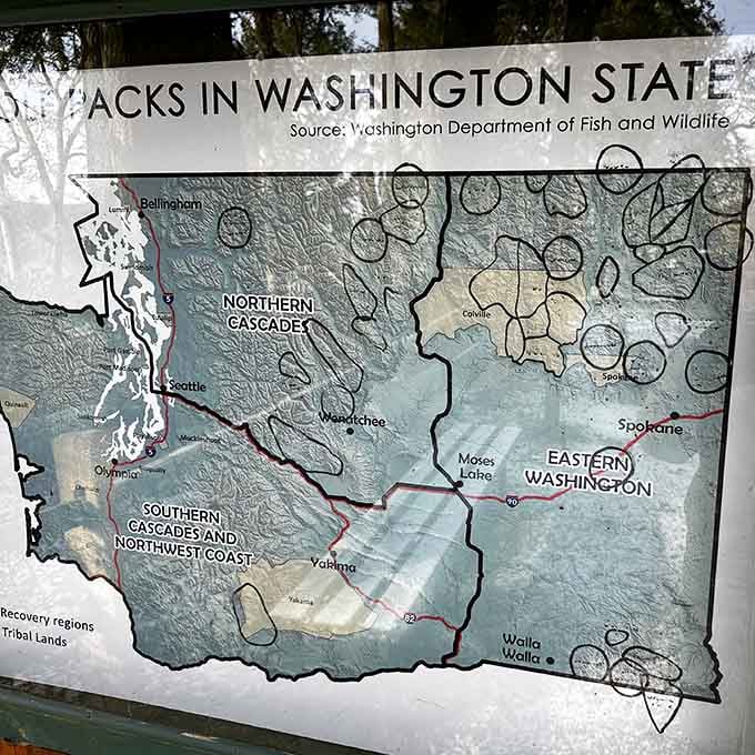 This map shows wolf pack territories across Washington, proving these animals need serious space to thrive and be themselves.