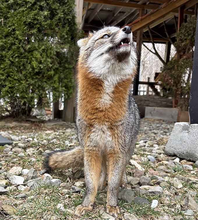 Nobody told the fox it wasn't the star of the show, and honestly, fair enough.