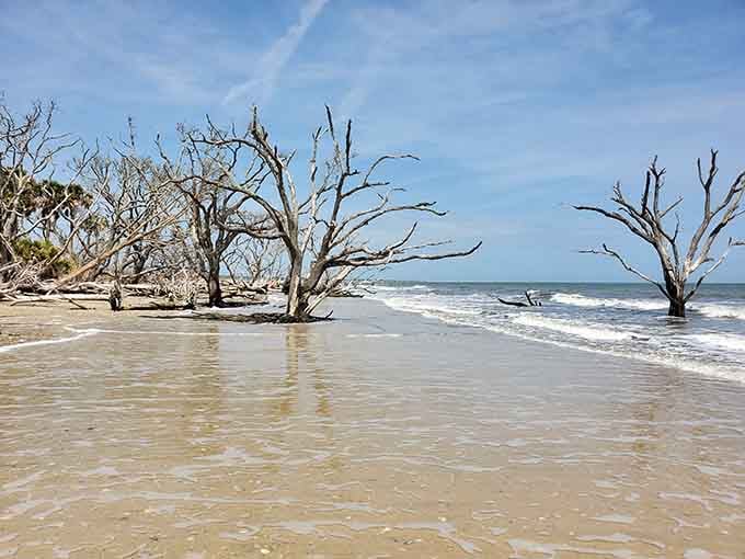 Bleached tree skeletons stand in shallow surf like abstract sculptures in nature's own outdoor gallery space.