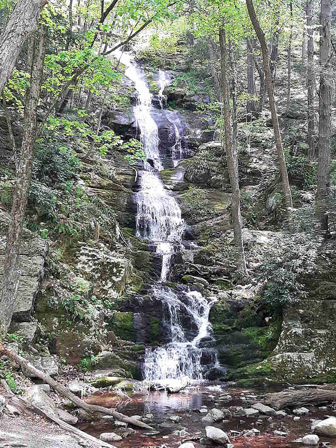 Water tumbles down moss-covered ledges in a bright cascade, filling the forest with a sound that resets everything instantly.