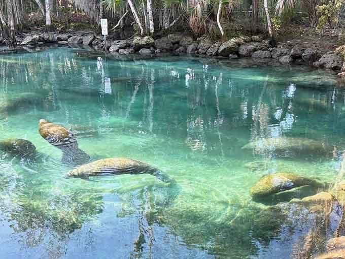 Crystal-clear springs reveal manatees gliding below like underwater blimps on a leisurely cruise through their favorite winter resort.