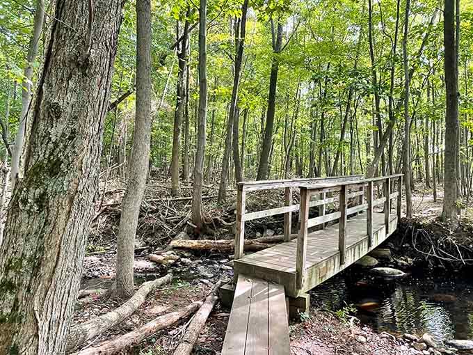 A wooden footbridge arches gracefully over the forest stream, inviting you to cross into pure tranquility.