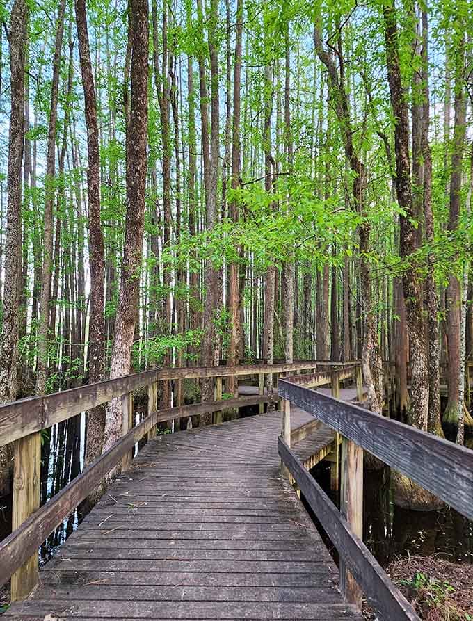 The boardwalk winds through cypress trees like a wooden ribbon floating above the dark, mysterious swamp water.