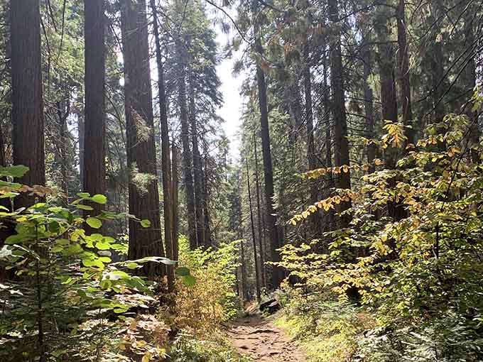 The forest path beckons with dappled sunlight and the promise of discovering giants around every peaceful bend.