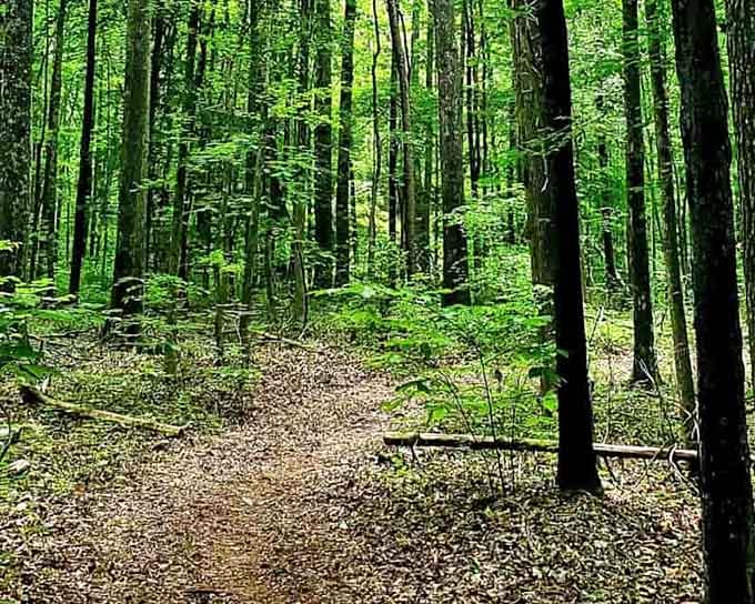 Sunlight pours through Occoneechee's cathedral of tall green trees, turning an ordinary trail into something genuinely extraordinary.