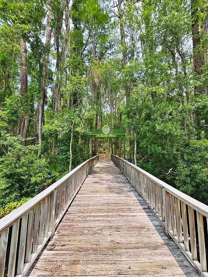The Arkansaw Trail boardwalk invites you into a green cathedral where cypress knees rise like ancient wooden sculptures.