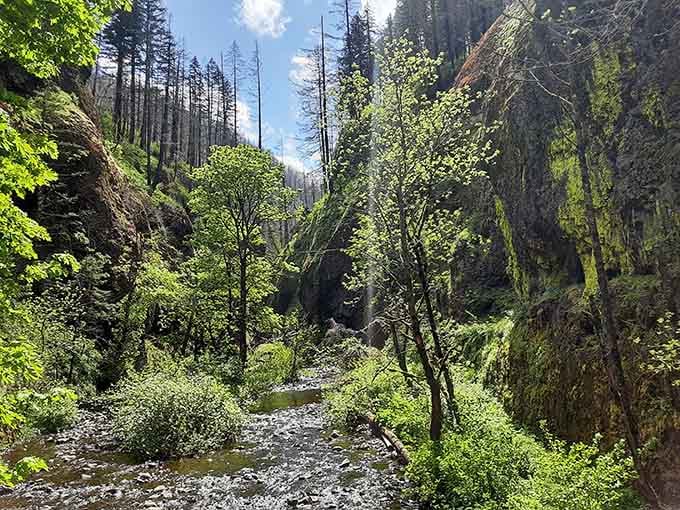 Moss-covered walls rise straight up from the creek, creating a green cathedral that feels ancient and magical.