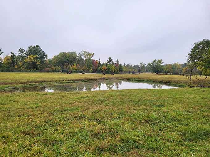 Bison grazing beside a quiet pond on a cloudy afternoon is Indiana's most wonderfully unexpected postcard moment.