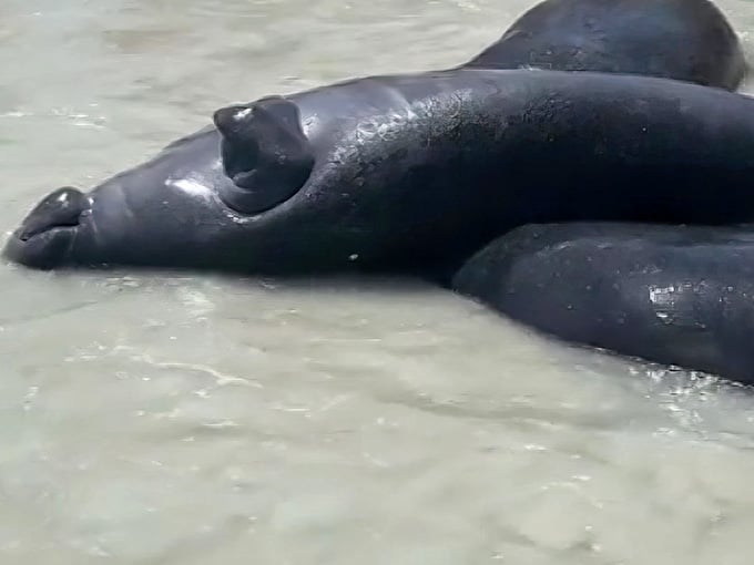 This manatee's blissful expression says everything &ndash; sometimes the best moments in life involve doing absolutely nothing at all.
